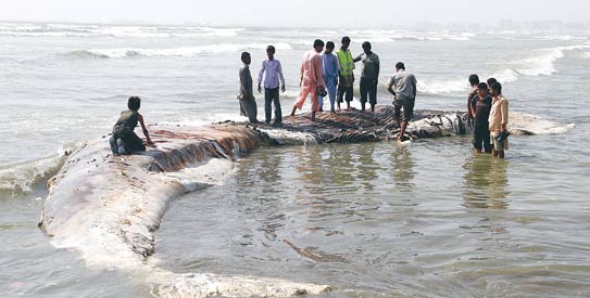 Something on the beach? – Its a Whale!! – Pakistan Weather Portal (PWP)