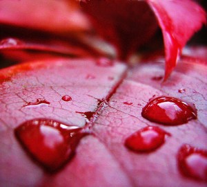 The infamous blood rain – Sky bleeds as red rain falls! – Pakistan ...